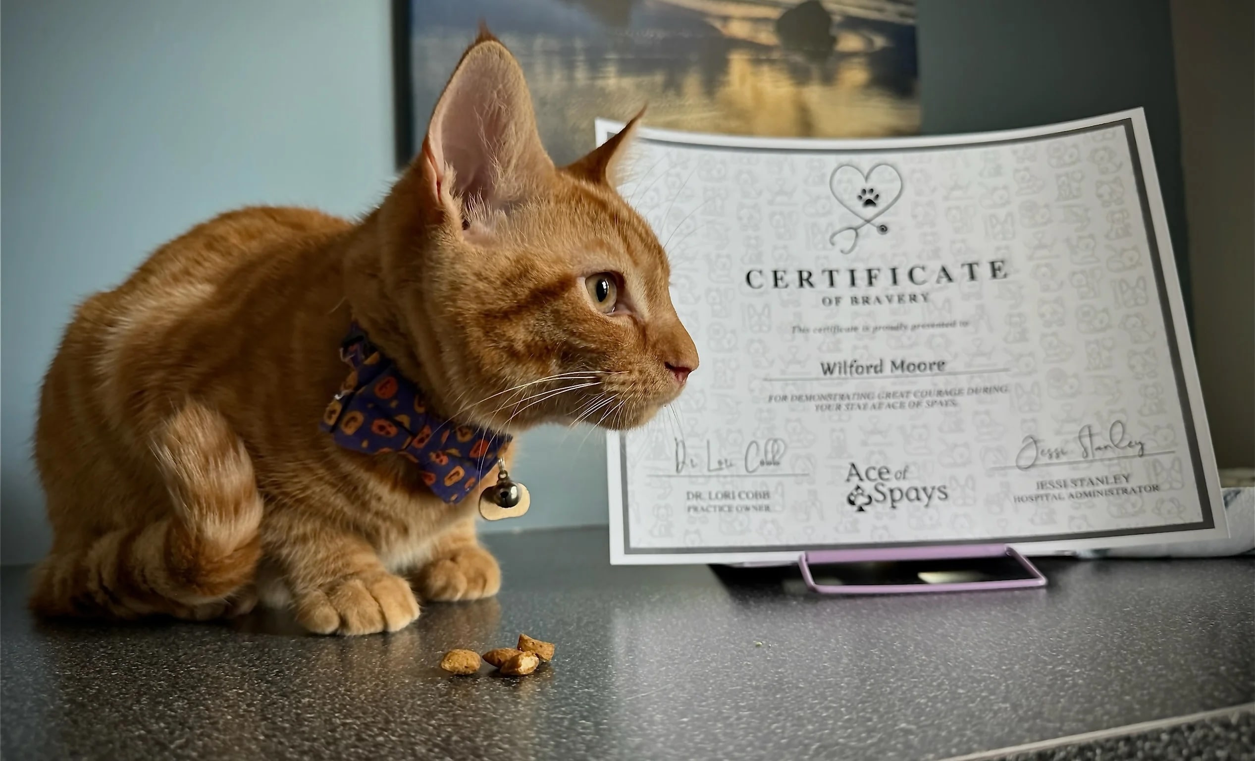 Cat_Spay_Neuter_affordable_NJ.jpeg